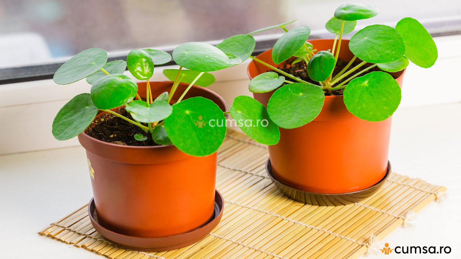 Cum sa inmultesti planta banilor si care sunt pasii - cumsa.ro