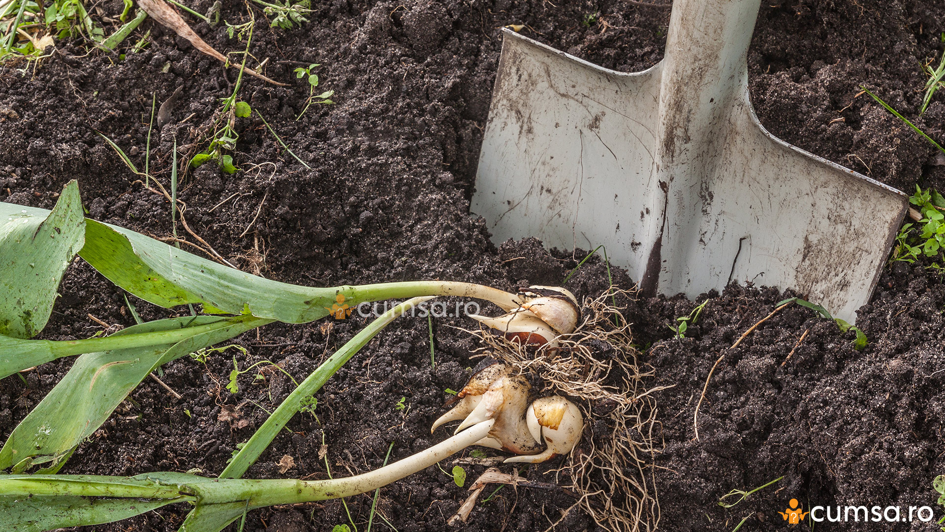 Pastrarea bulbilor de lalele peste iarna. Cum sa o faci in mod corect ...