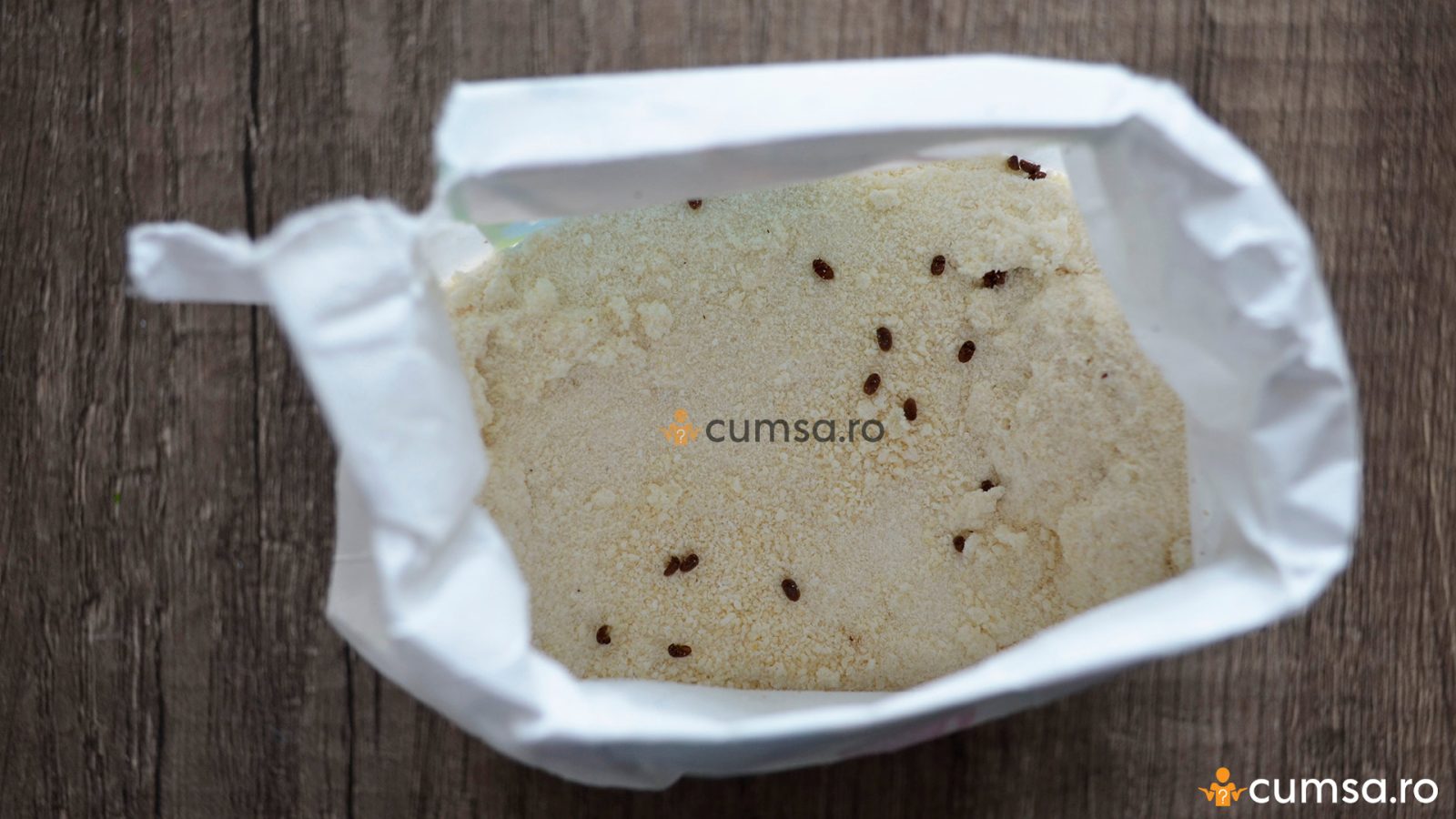 Gargarite de bucatarie. Cum sa scapi de aceste insecte - cumsa.ro