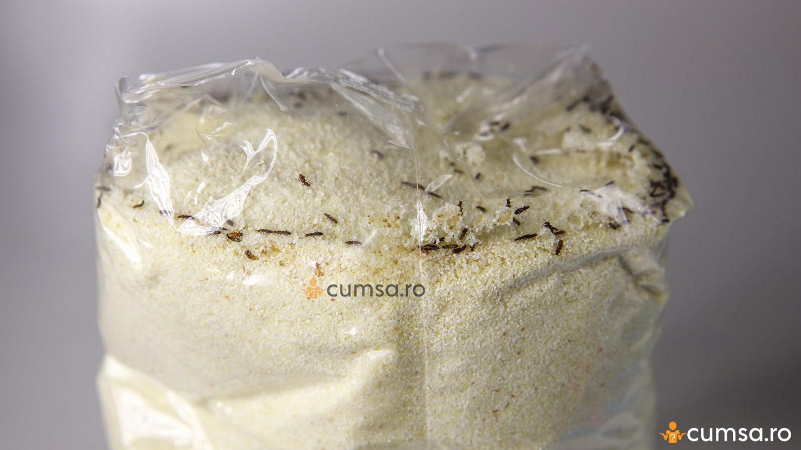 Gargarite de bucatarie. Cum sa scapi de aceste insecte - cumsa.ro