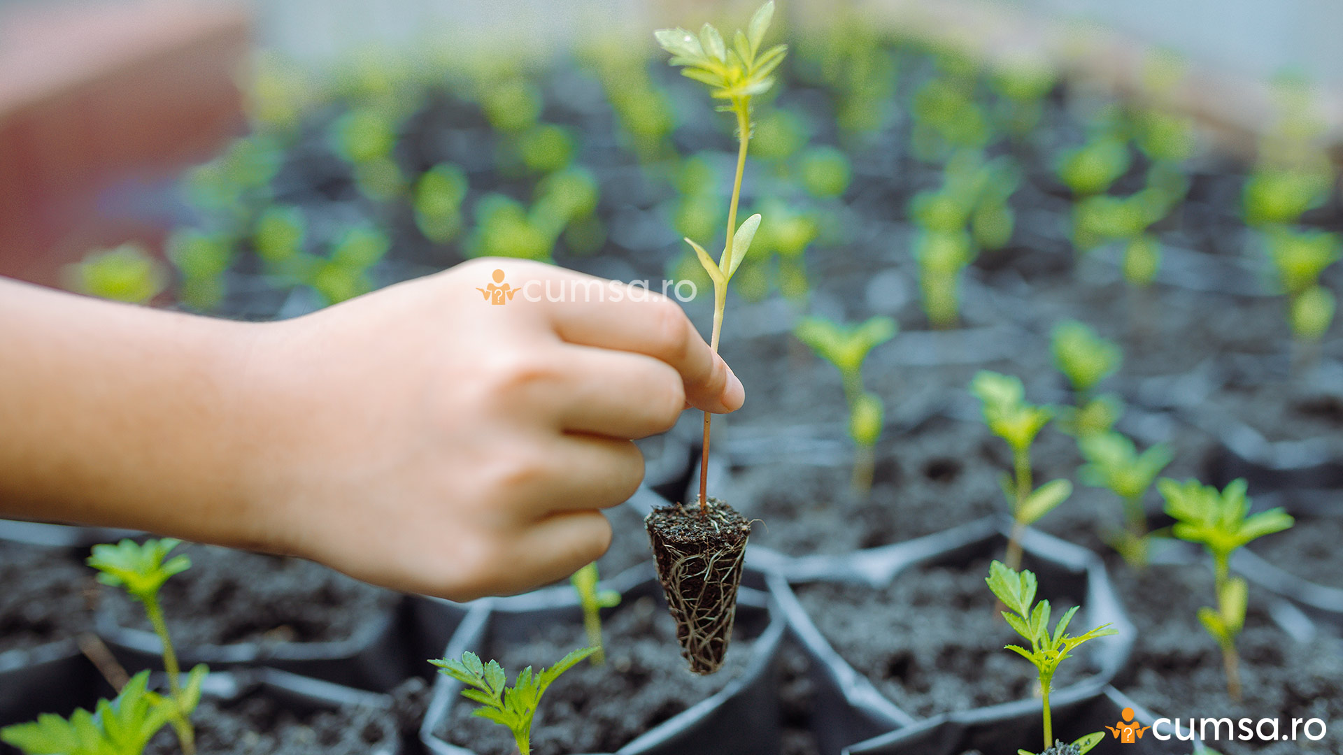 Cum sa faci rasaduri de craite. Pasii corecti - cumsa.ro