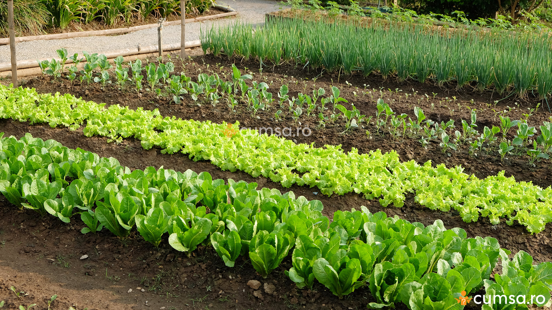 Cum sa faci asocierea legumelor in gradina. Ce trebuie sa stii! - cumsa.ro