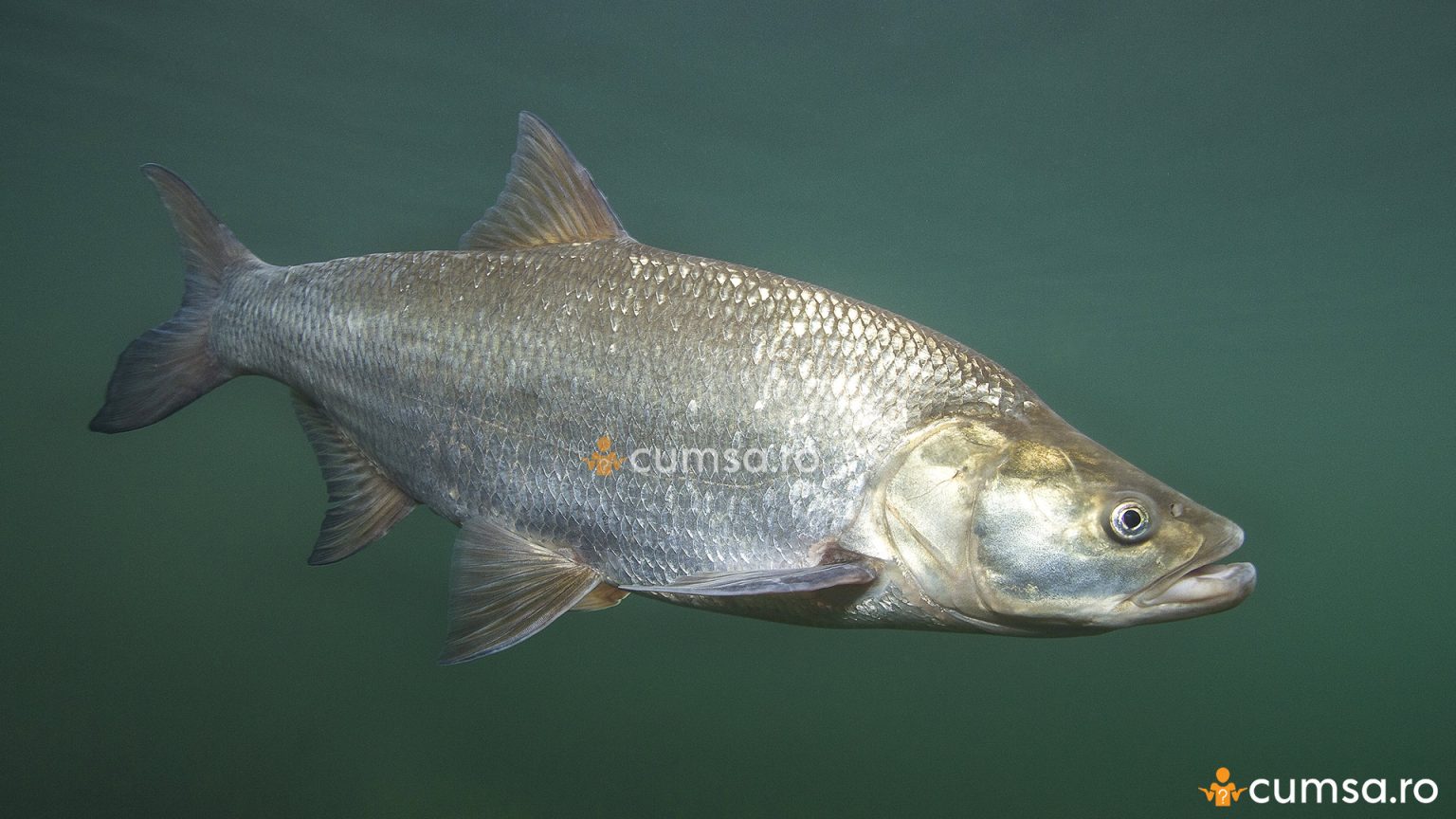 Pescuit la avat. Cum sa ai rezultate bune si ce momeli folosesti - cumsa.ro