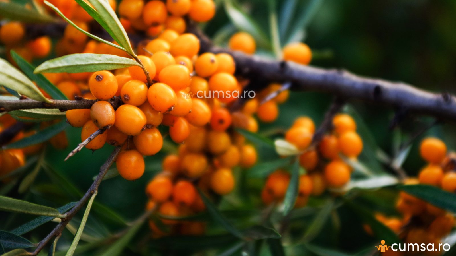 Plantare catina. Cum sa faci asta si in ce perioada - cumsa.ro