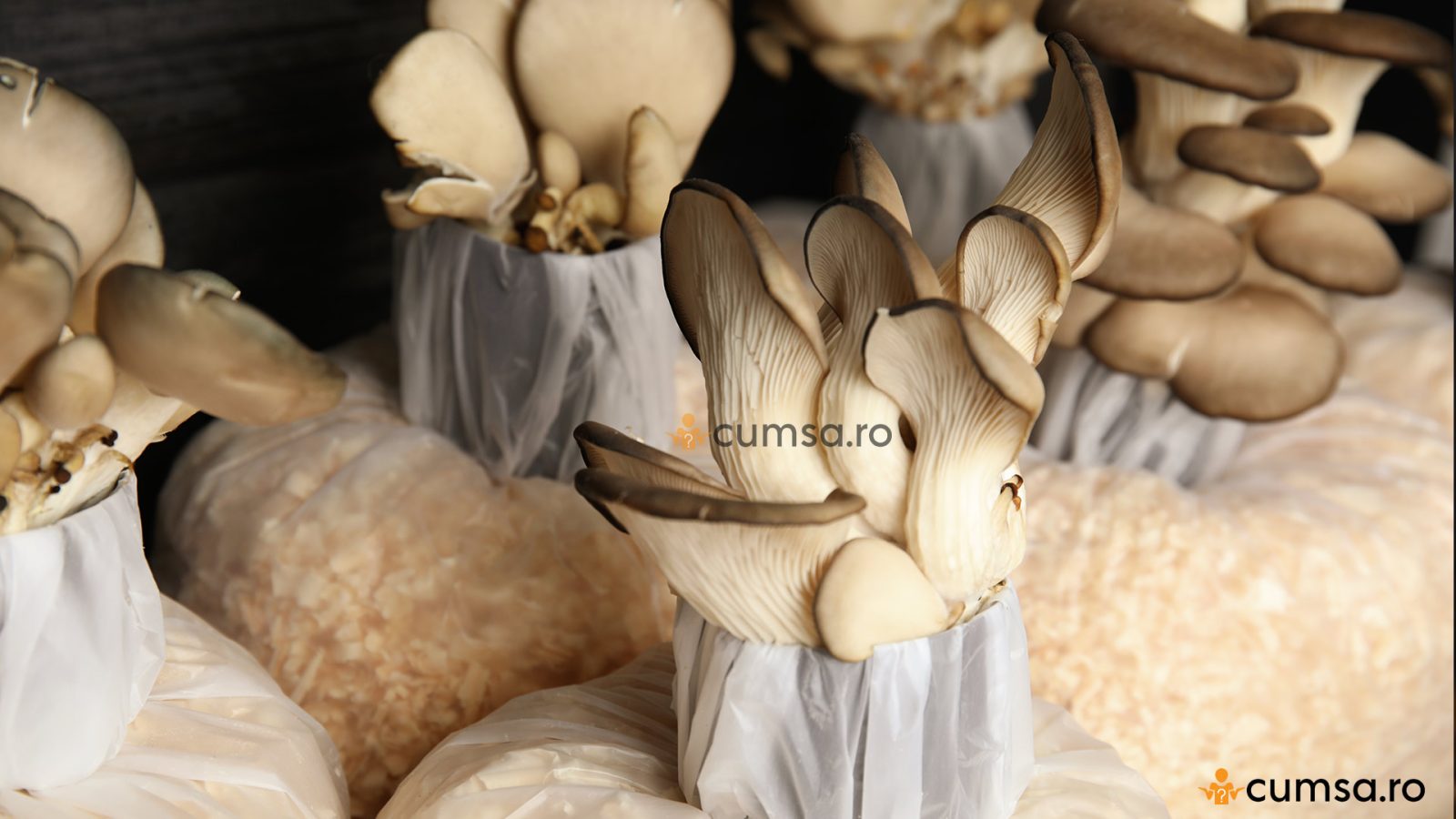 Cultivarea ciupercilor pleurotus in saci cu rumegus. Cum sa faci asta ...