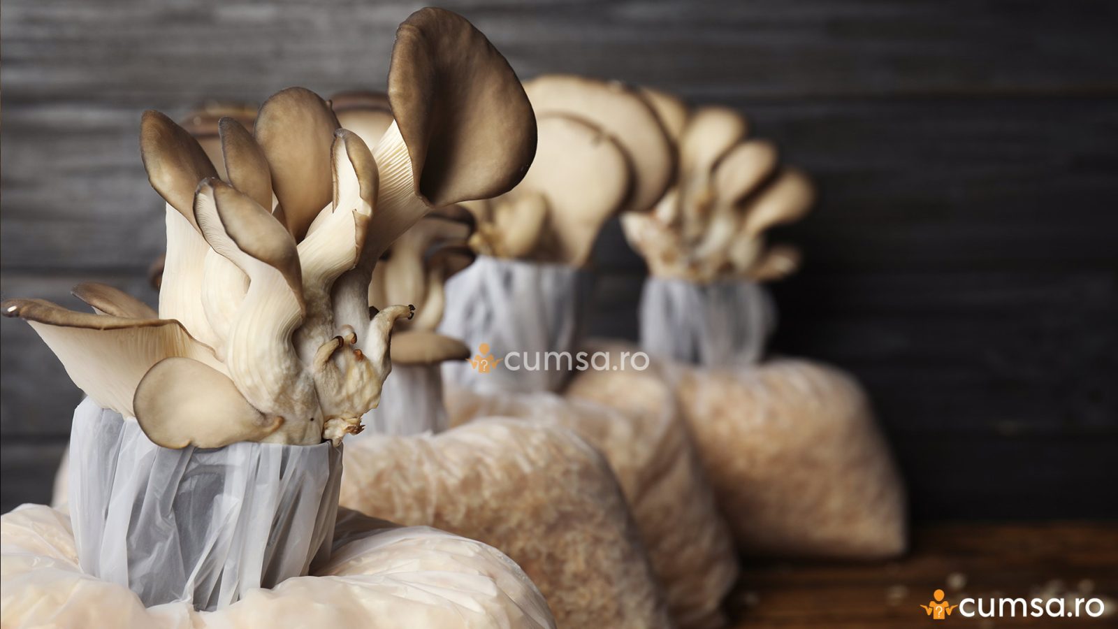 Cultivarea ciupercilor pleurotus in saci cu rumegus. Cum sa faci asta ...