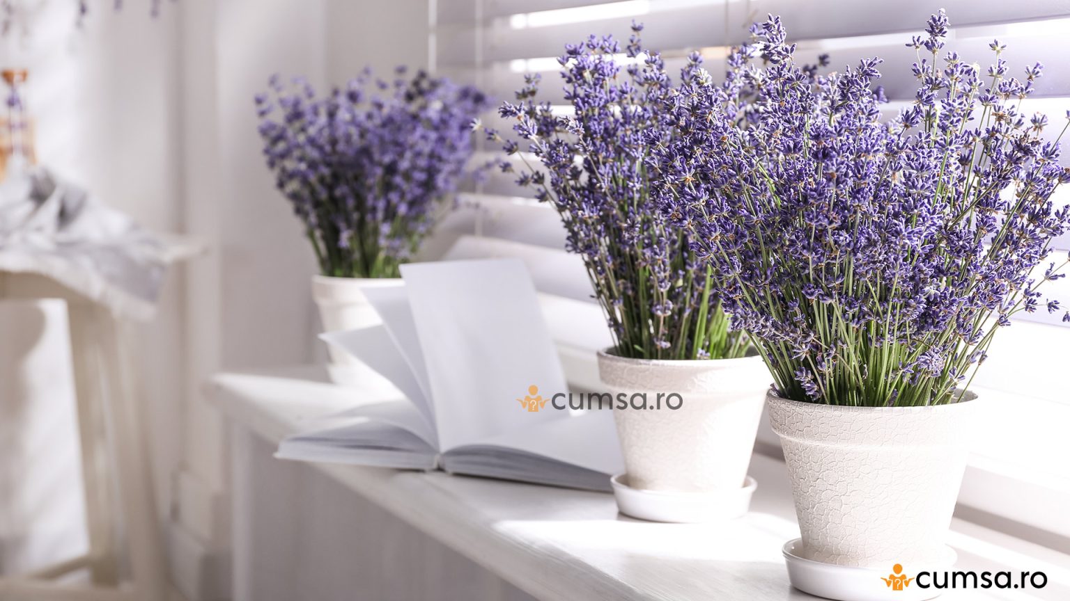 Cum sa alegi plantele pentru casa ta. 7 plante pentru fiecare camera ...