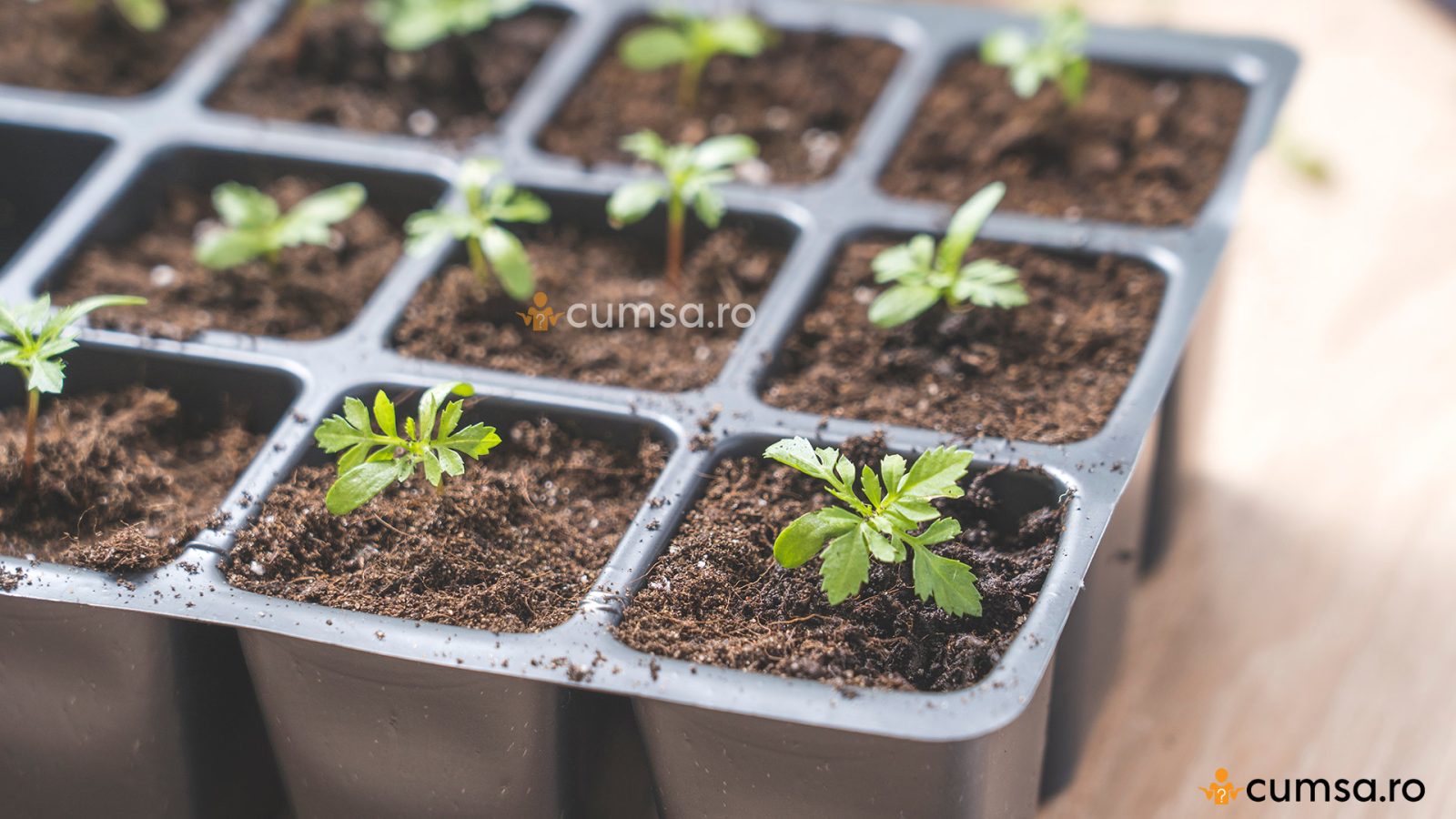 Cum sa faci rasaduri de craite. Pasii corecti - cumsa.ro