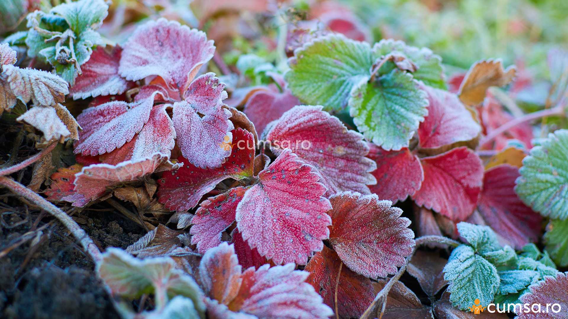 Cum sa ingrijesti curtea toamna. 10 lucruri pe care sa le faci pana la ...