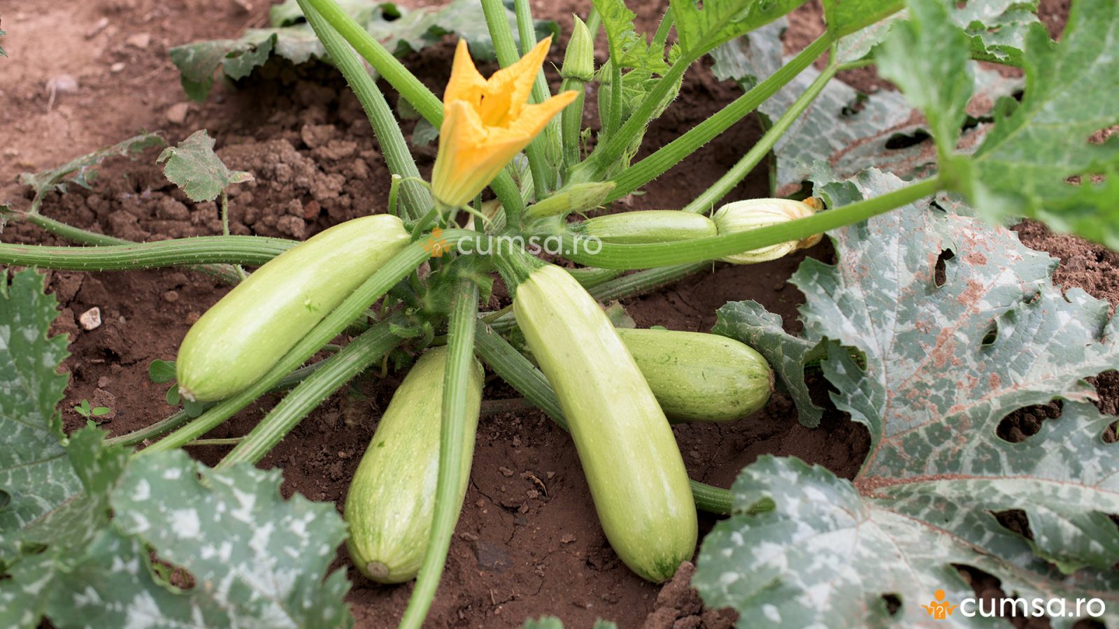 Cum sa faci asocierea legumelor in gradina. Ce trebuie sa stii! - cumsa.ro