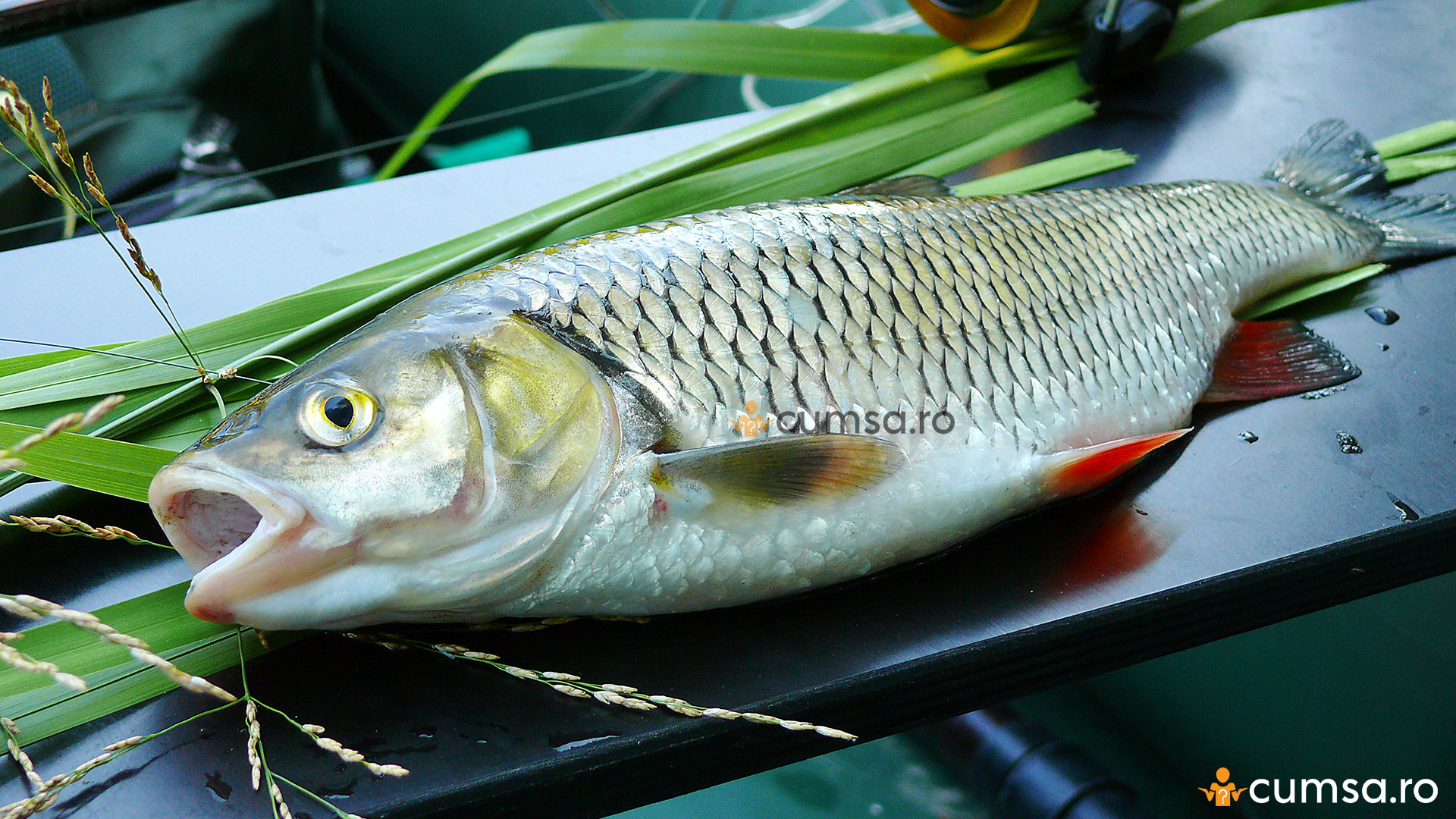Pescuit la clean. Cum sa prinzi acest peste si unde poate fi gasit ...