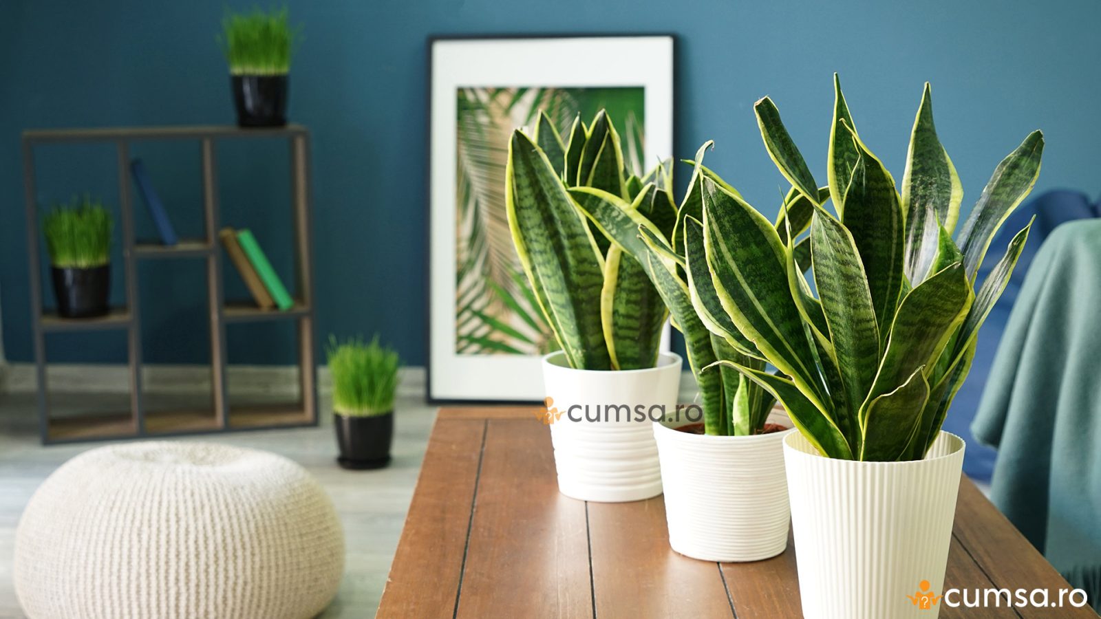 Cum sa alegi plantele pentru casa ta. 7 plante pentru fiecare camera ...