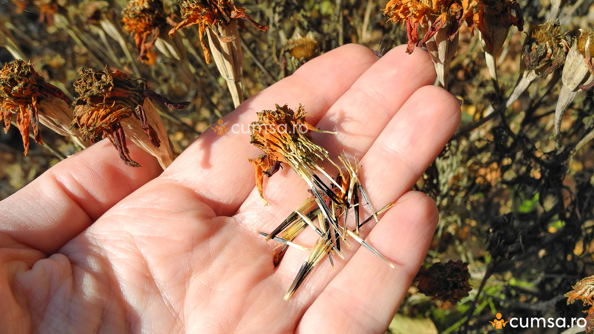 Cum sa faci rasaduri de craite. Pasii corecti - cumsa.ro