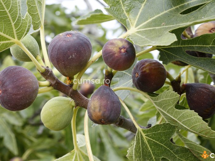 Cum sa faci inmultirea smochinului prin butasi si care sunt pasii ...