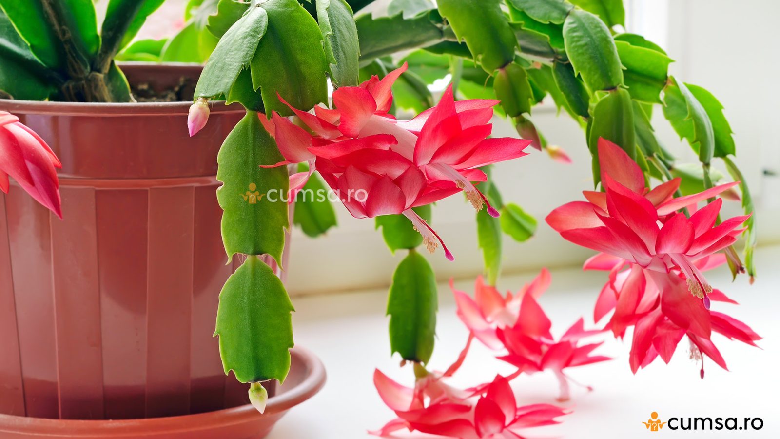 Cum sa faci ingrasamant pentru Cactusul Craciunului (Schlumbergera ...