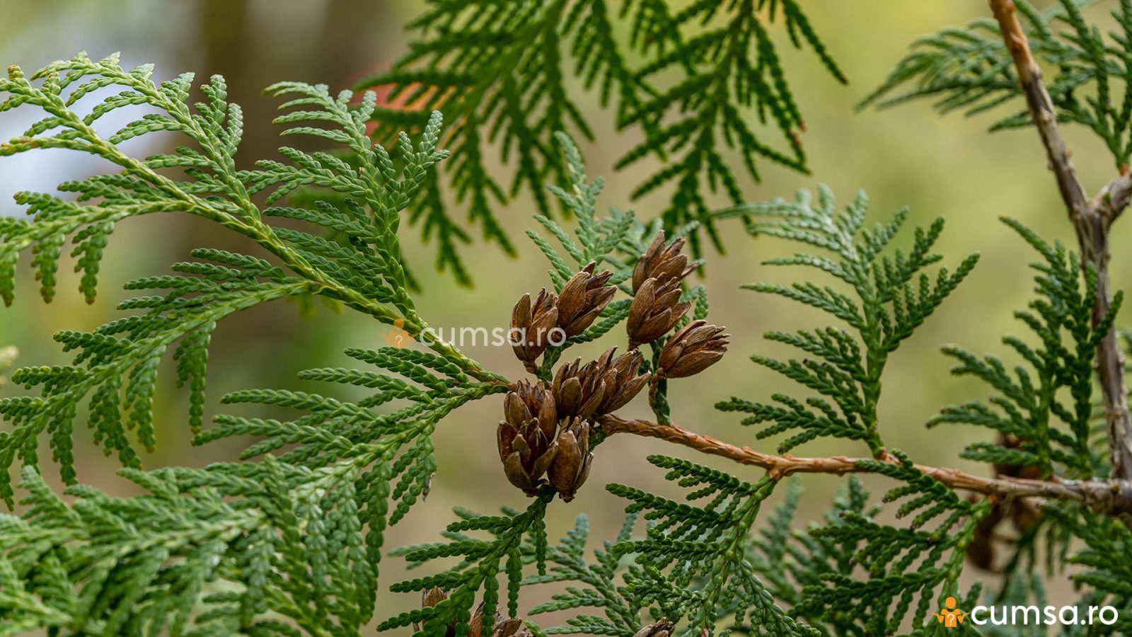 Inmultire tuia. Cum sa faci asta si care sunt pasii - cumsa.ro