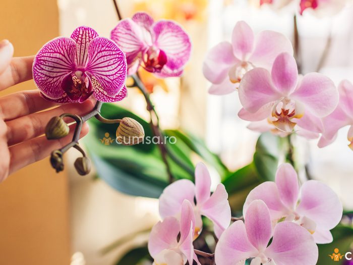 Ingrijire Dendrobium nobile. Cum sa ingrijesti orhideea cu flori ...