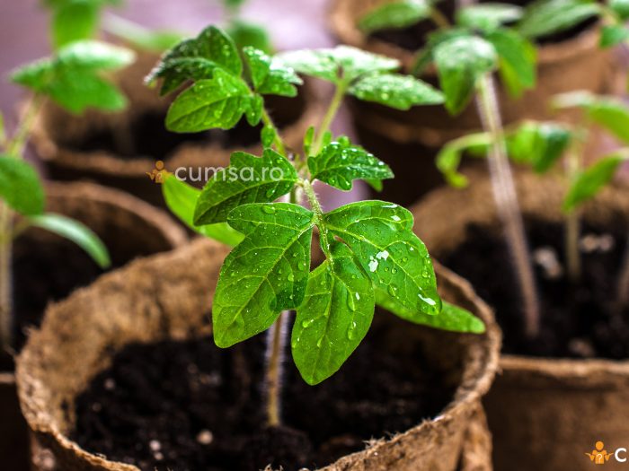 Cum sa faci fertilizarea rasadurilor. Schema de tratament - cumsa.ro