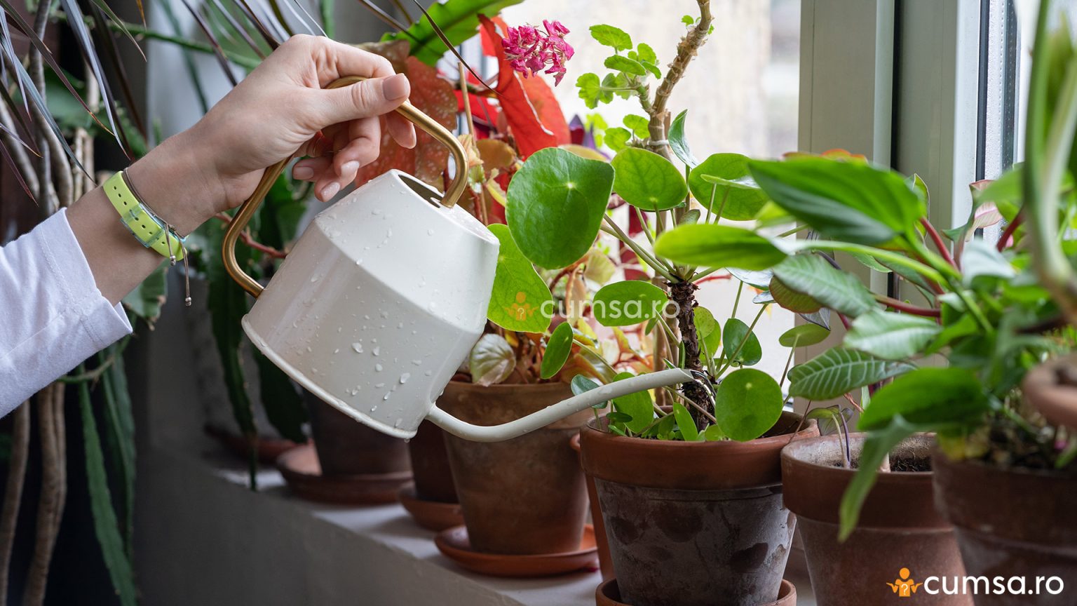 Cum sa stimulezi cresterea plantelor din casa ta. Retete de ingrasaminte - cumsa.ro