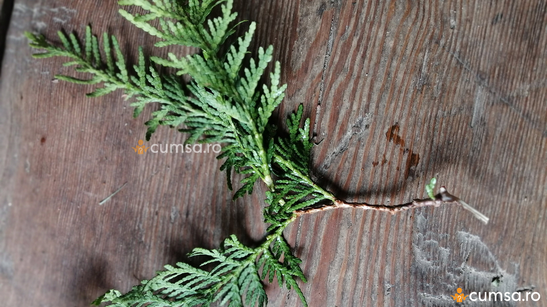 Inmultire tuia. Cum sa faci asta si care sunt pasii - cumsa.ro