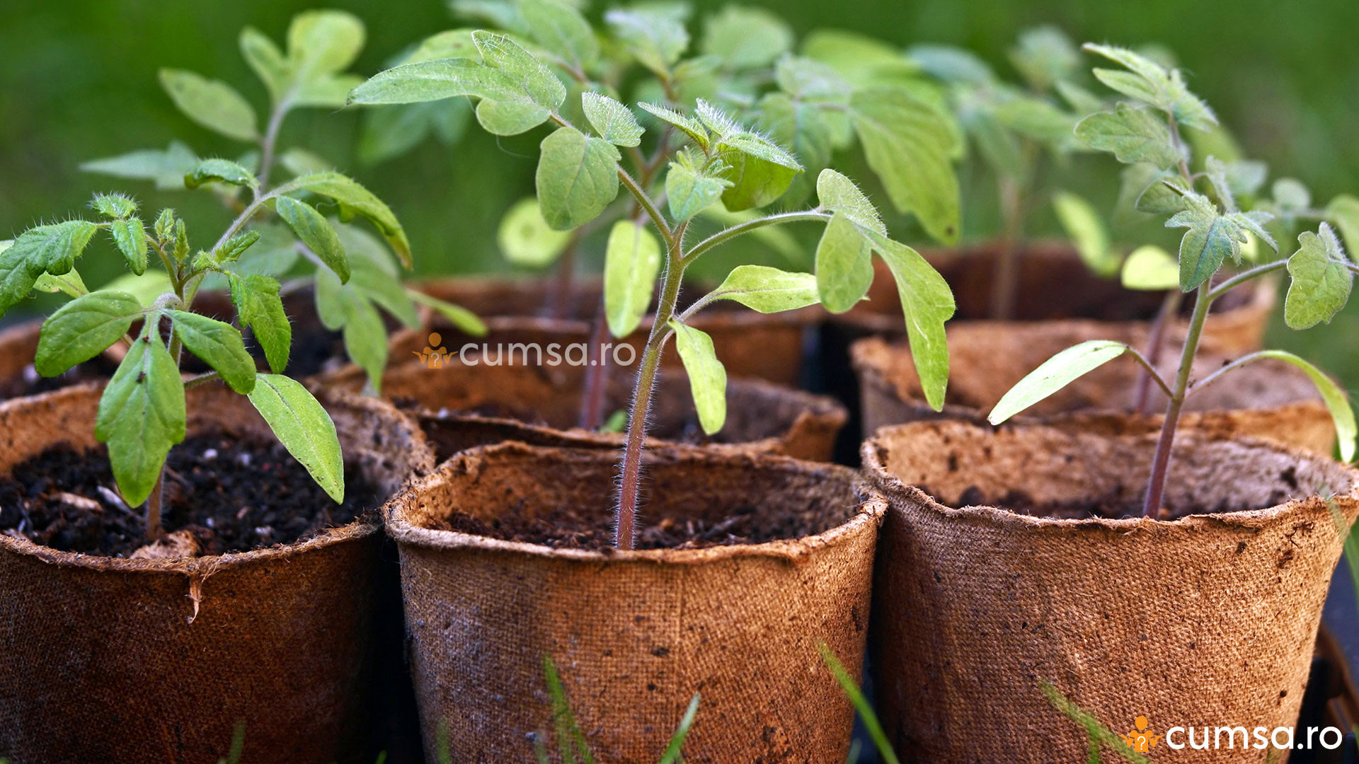 Cum sa obtii rasaduri de calitate. Greseli de evitat - cumsa.ro