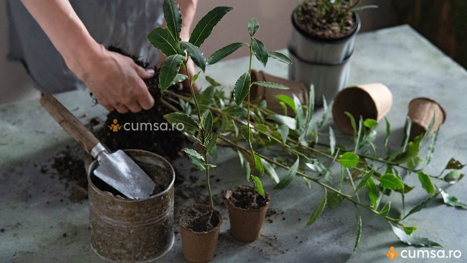 Cum sa cultivi dafin la tine acasa. Ce trebuie sa stii - cumsa.ro