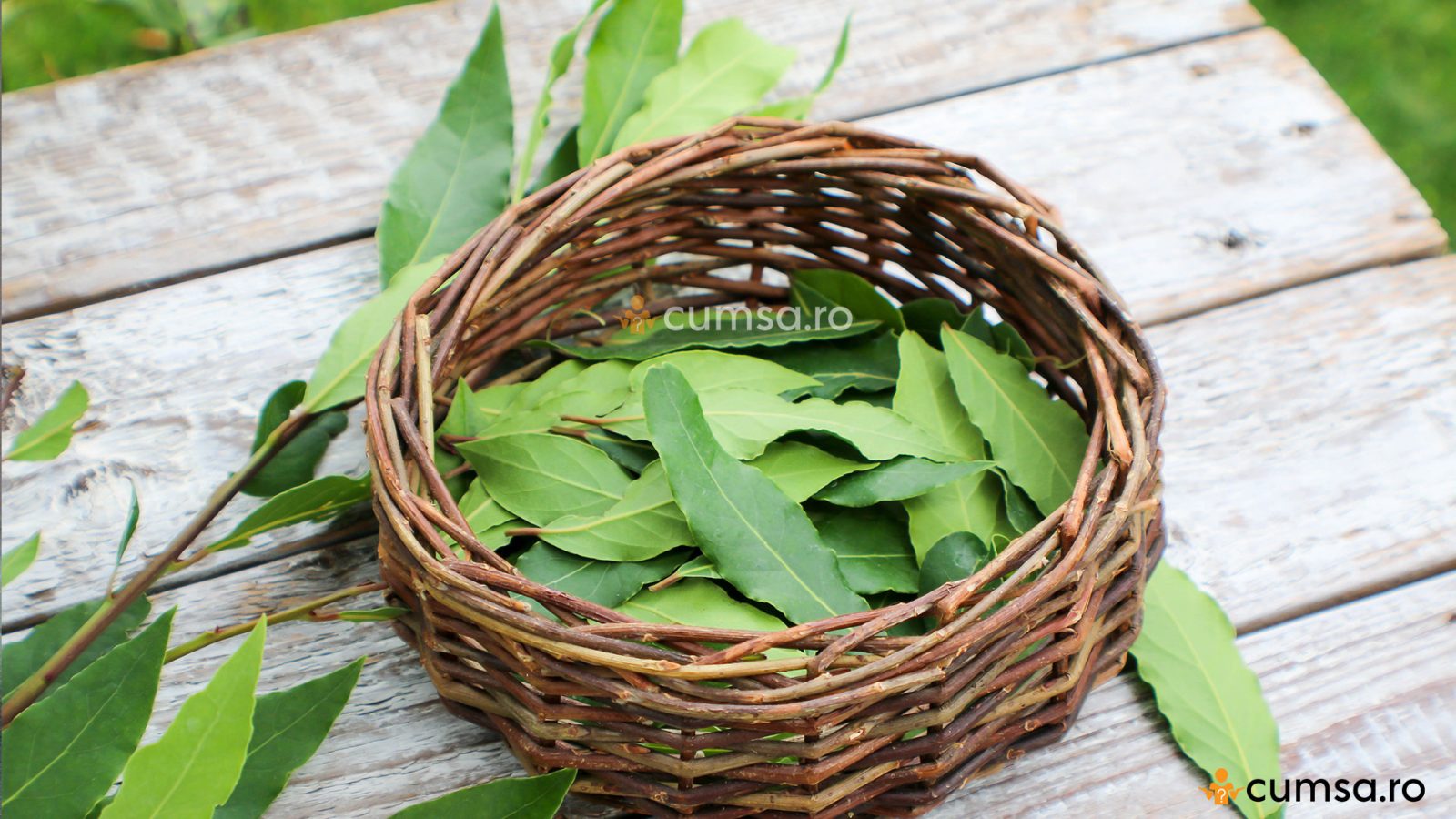 Cum sa cultivi dafin la tine acasa. Ce trebuie sa stii - cumsa.ro