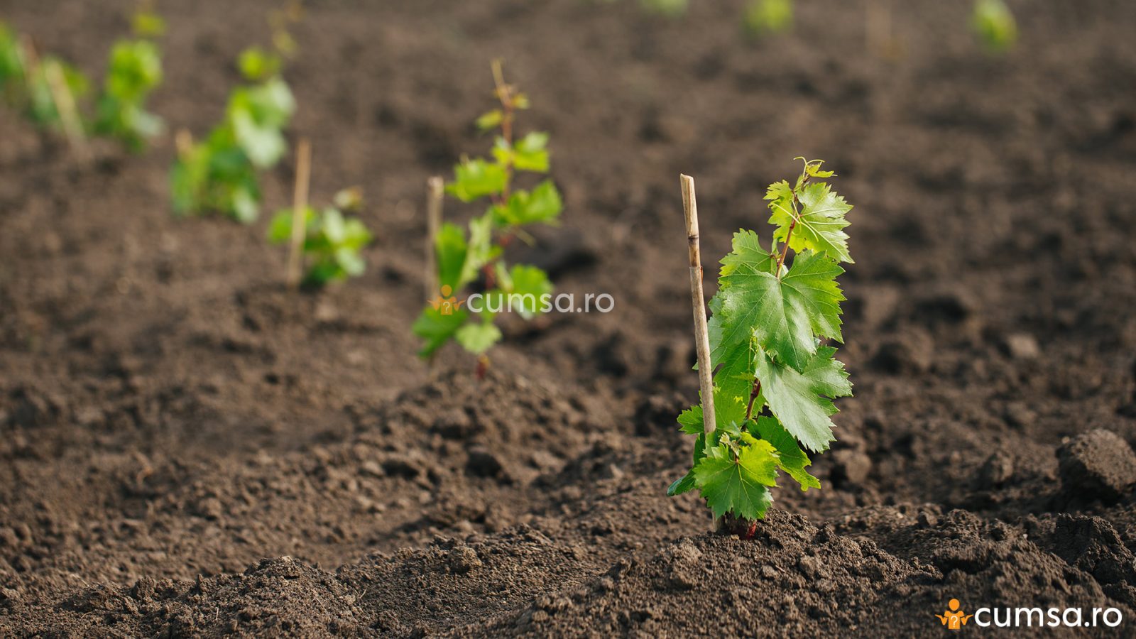 Plantarea vitei de vie. Cum sa alegi materialul saditor - cumsa.ro