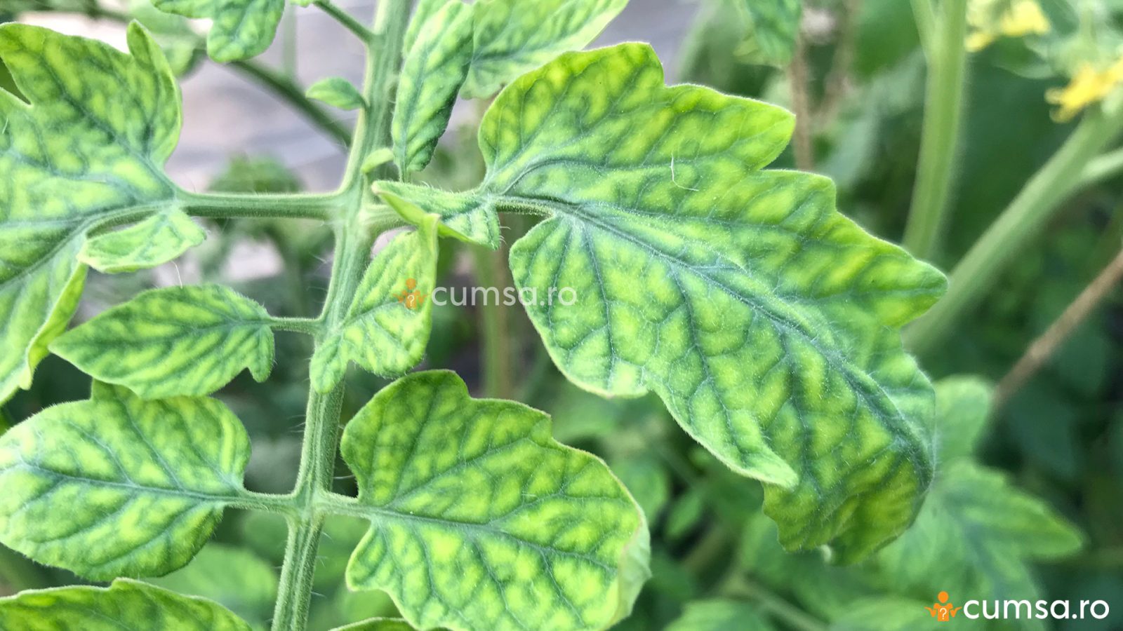 Cum sa combati carenta de potasiu la tomate. Cauze si tratamente - cumsa.ro