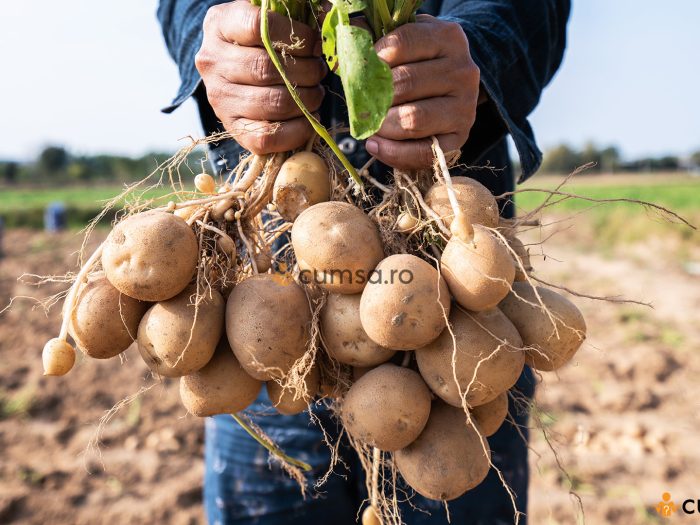 Soiuri de cartofi romanesti. Cum sa le alegi in functie de productia la ...