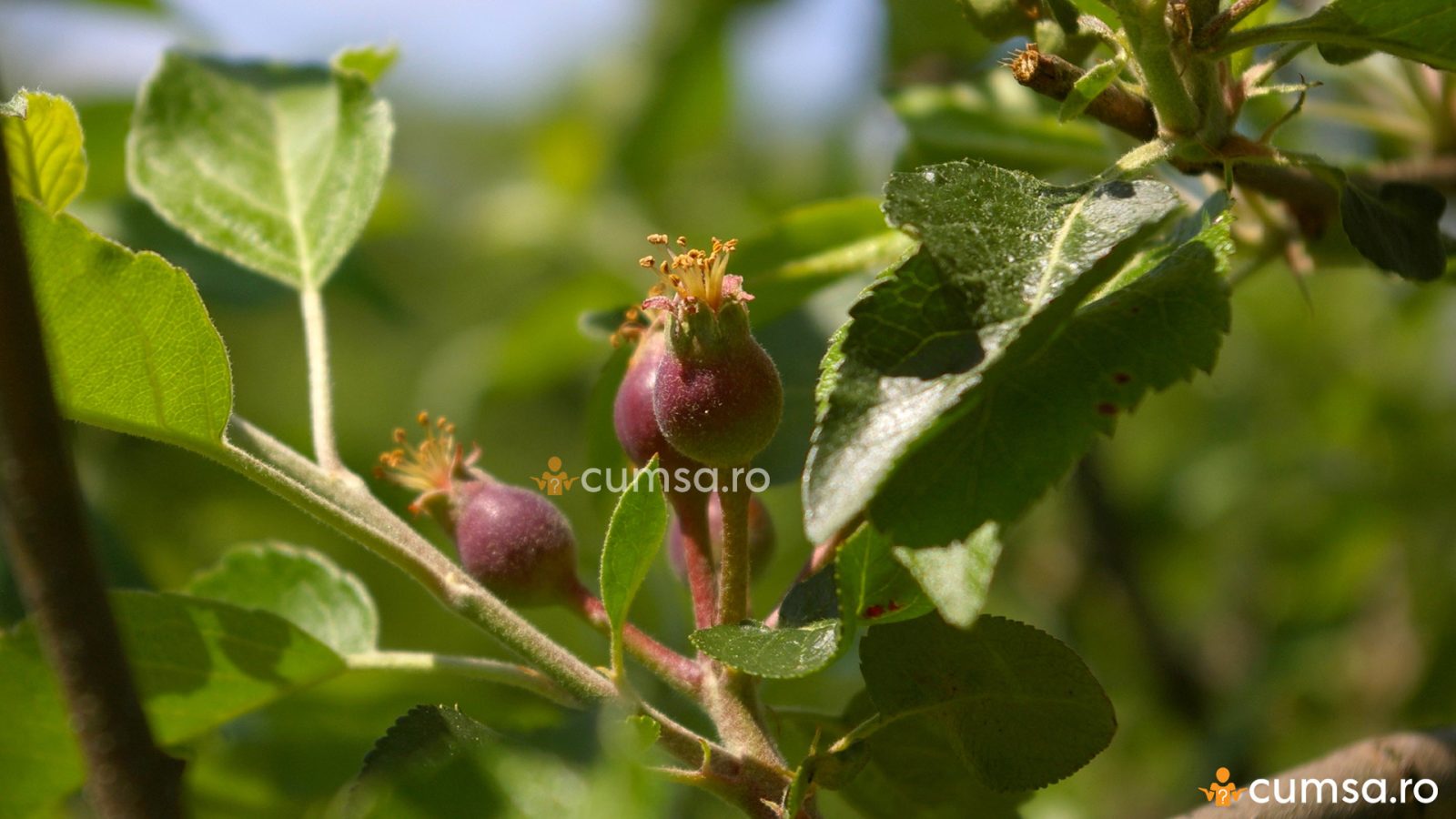 Schema tratamente pomi fructiferi. Cum sa aplici stropirile si ce ...