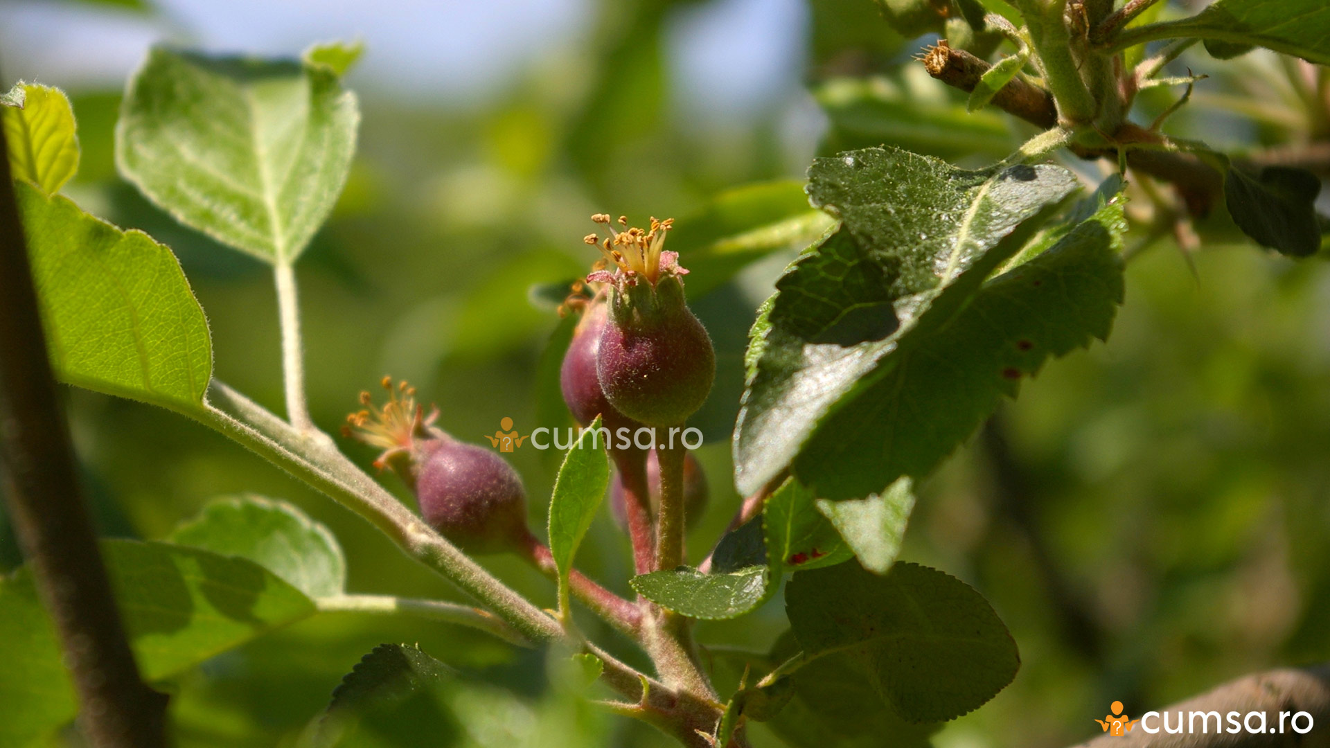 Schema tratamente pomi fructiferi. Cum sa aplici stropirile si ce ...