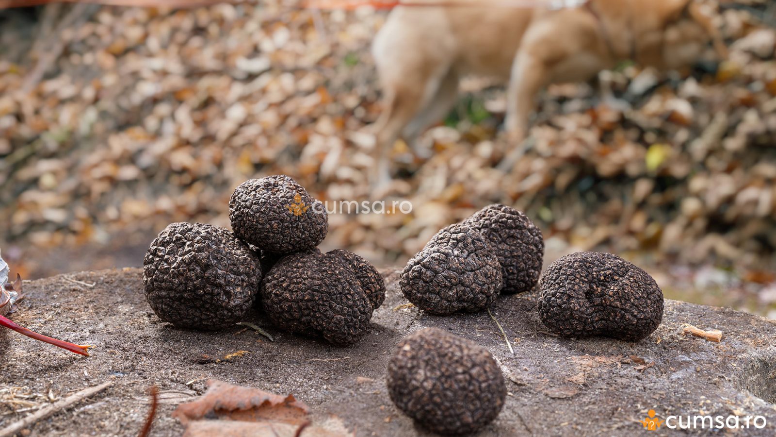 Cultura de trufe. Cum sa incepi o astfel de afacere - cumsa.ro
