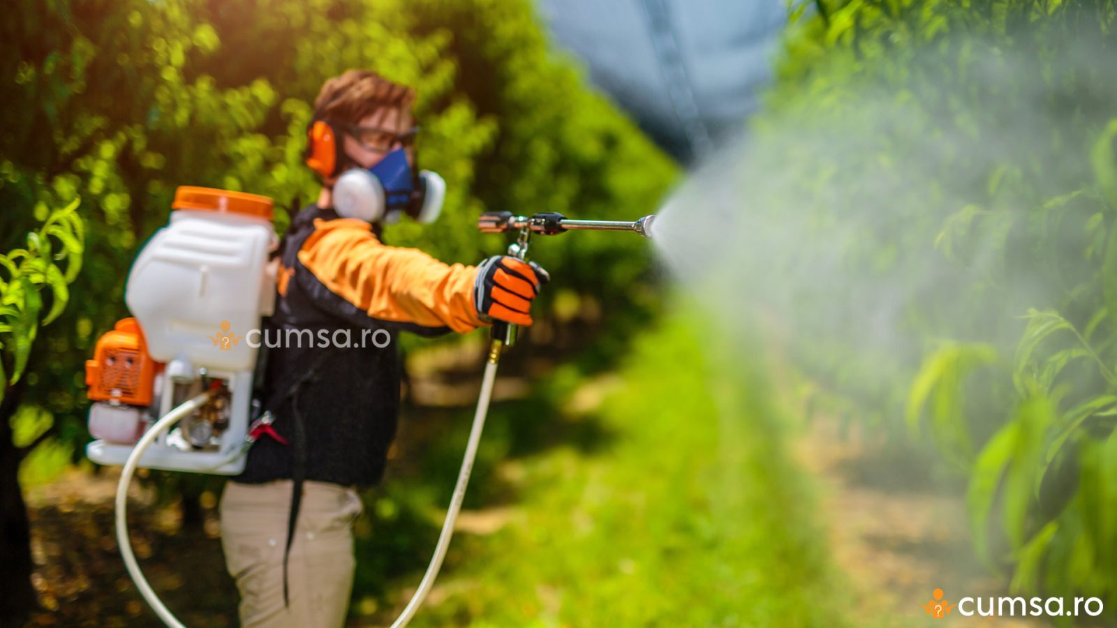 Schema tratamente pomi fructiferi. Cum sa aplici stropirile si ce ...