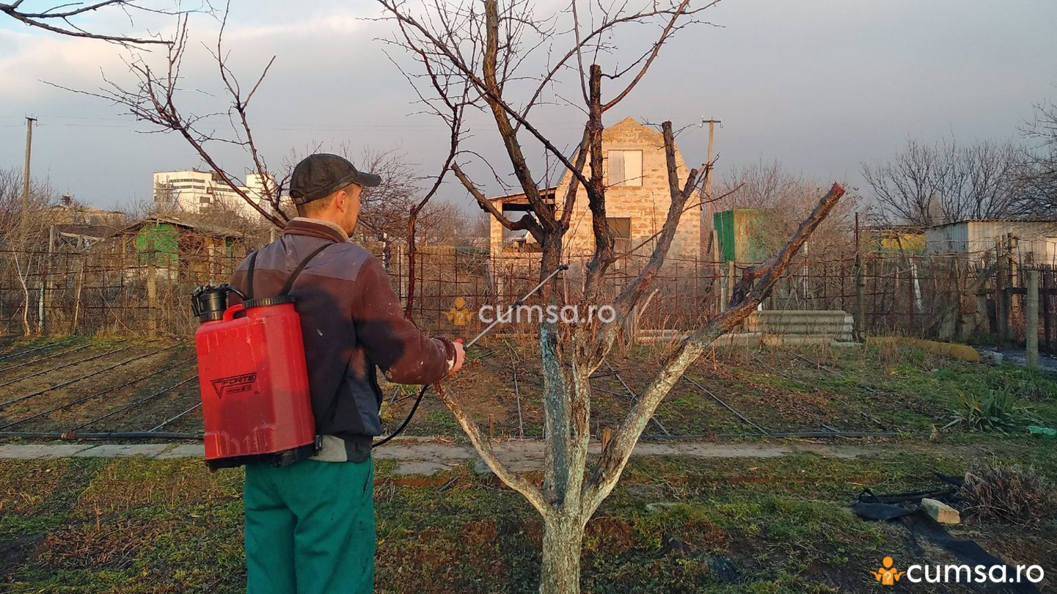 Solutie piatra vanata pentru pomi. Cum sa o prepari si cand o aplici ...