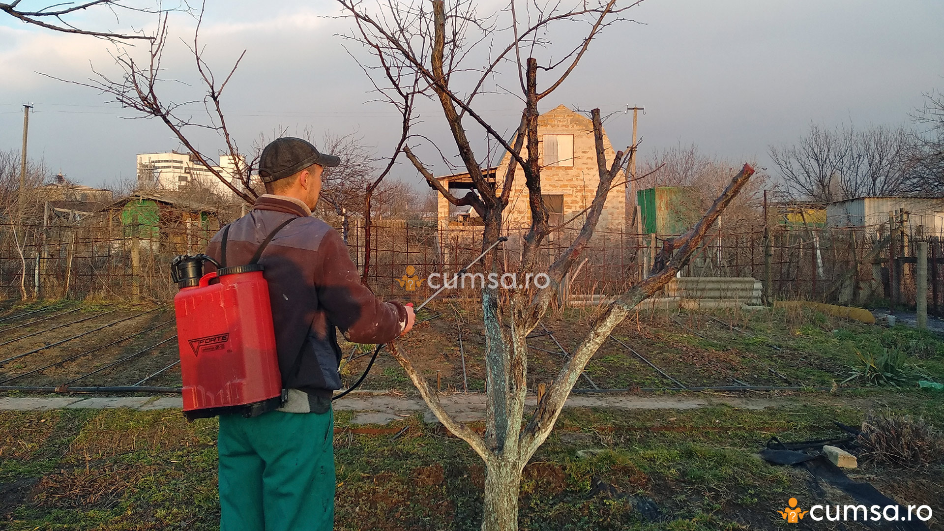 Solutie piatra vanata pentru pomi. Cum sa o prepari si cand o aplici ...