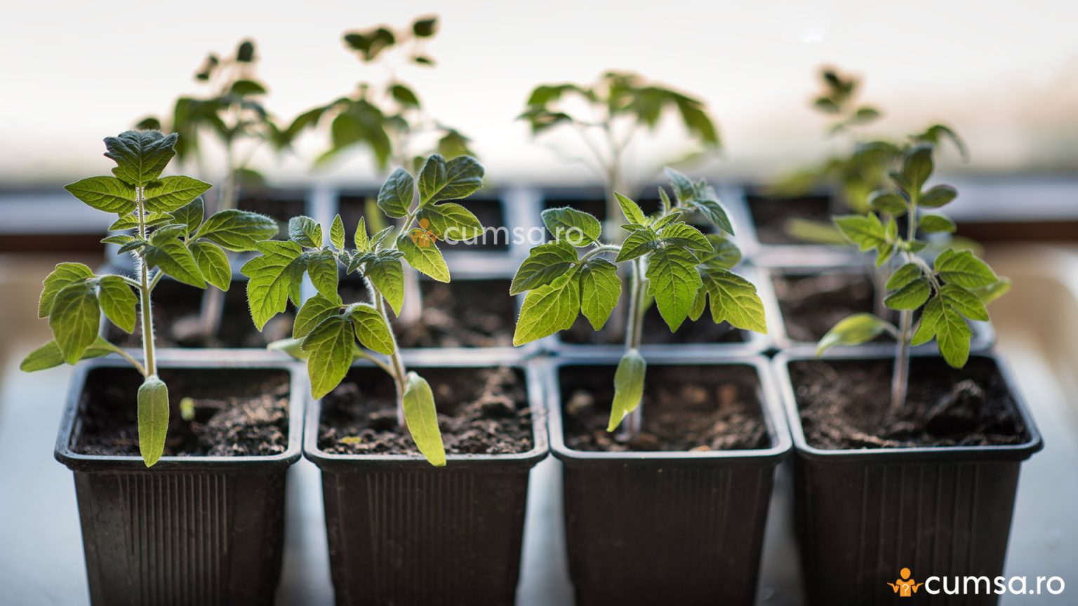 Tratament pentru ingrosarea rasadurilor de rosii. Cum sa procedezi ...