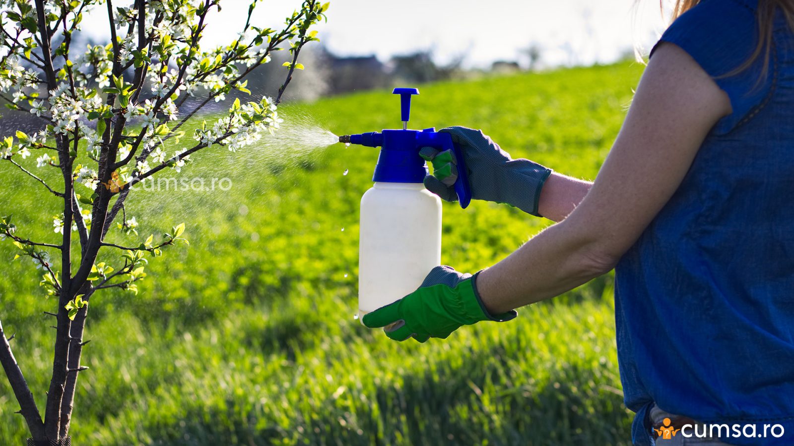Schema tratamente pomi fructiferi. Cum sa aplici stropirile si ce ...