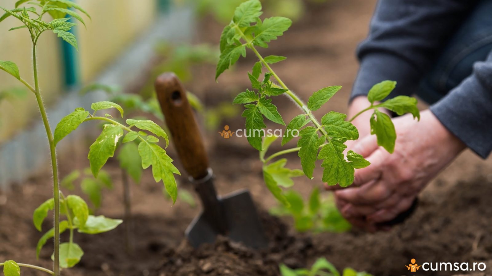 Tratamente rasaduri dupa plantare. Cum sa le protejezi impotriva ...