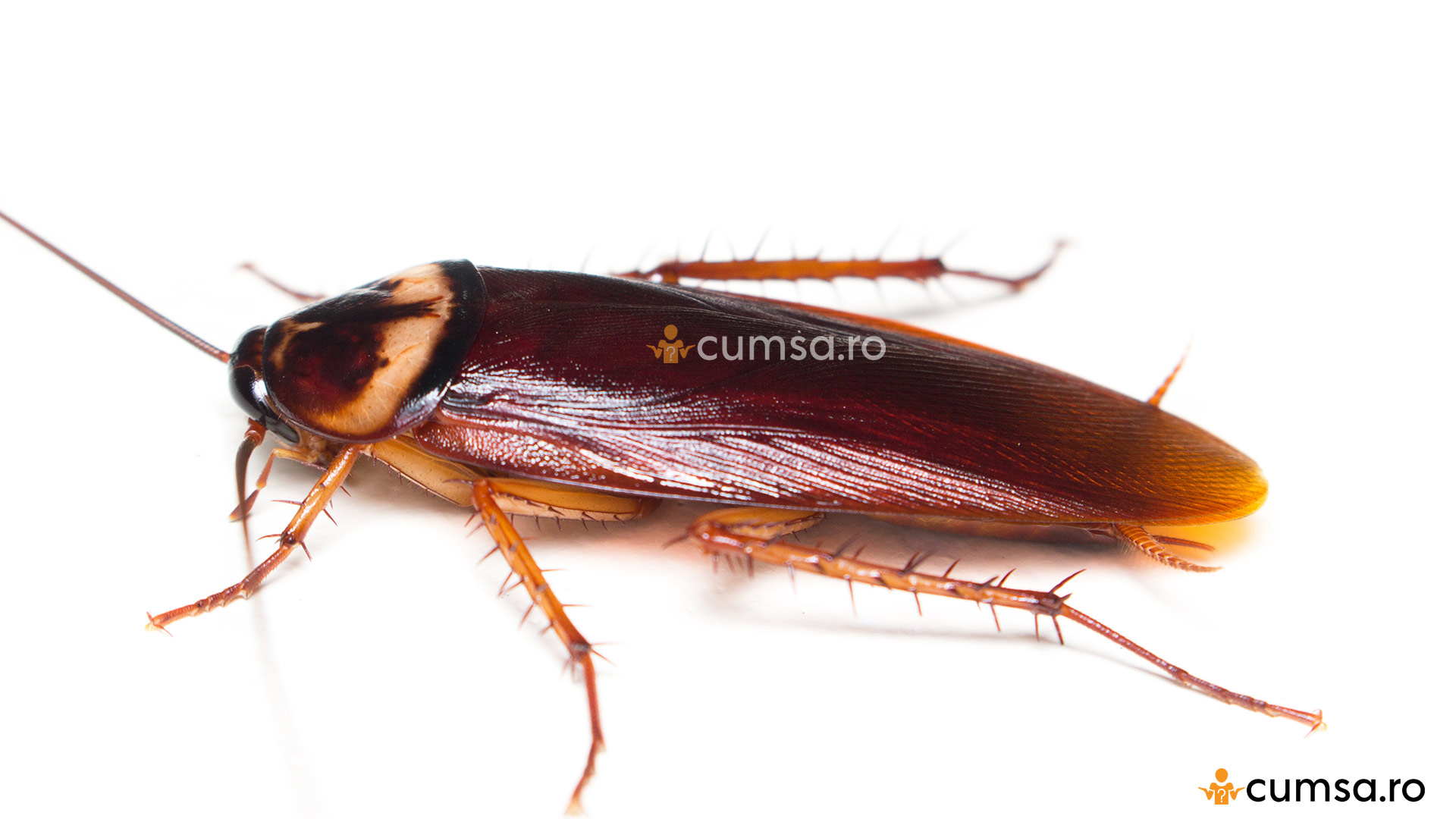 Cum sa scapi de gandacul rosu de bucatarie. Metode de combatere - cumsa.ro