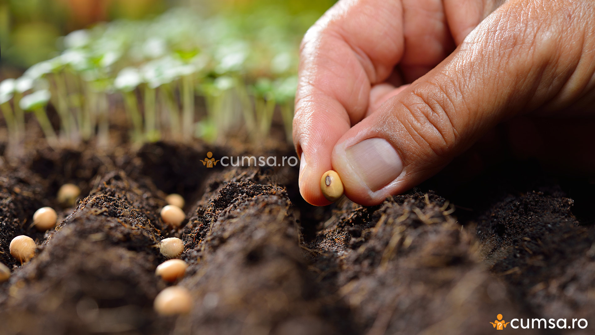 Calendar insamantare legume. Cum sa alegi perioada ideala pentru ...