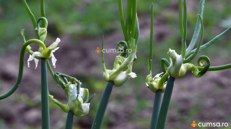 Cum sa cultivi ceapa egipteana. Conditii de crestere - cumsa.ro