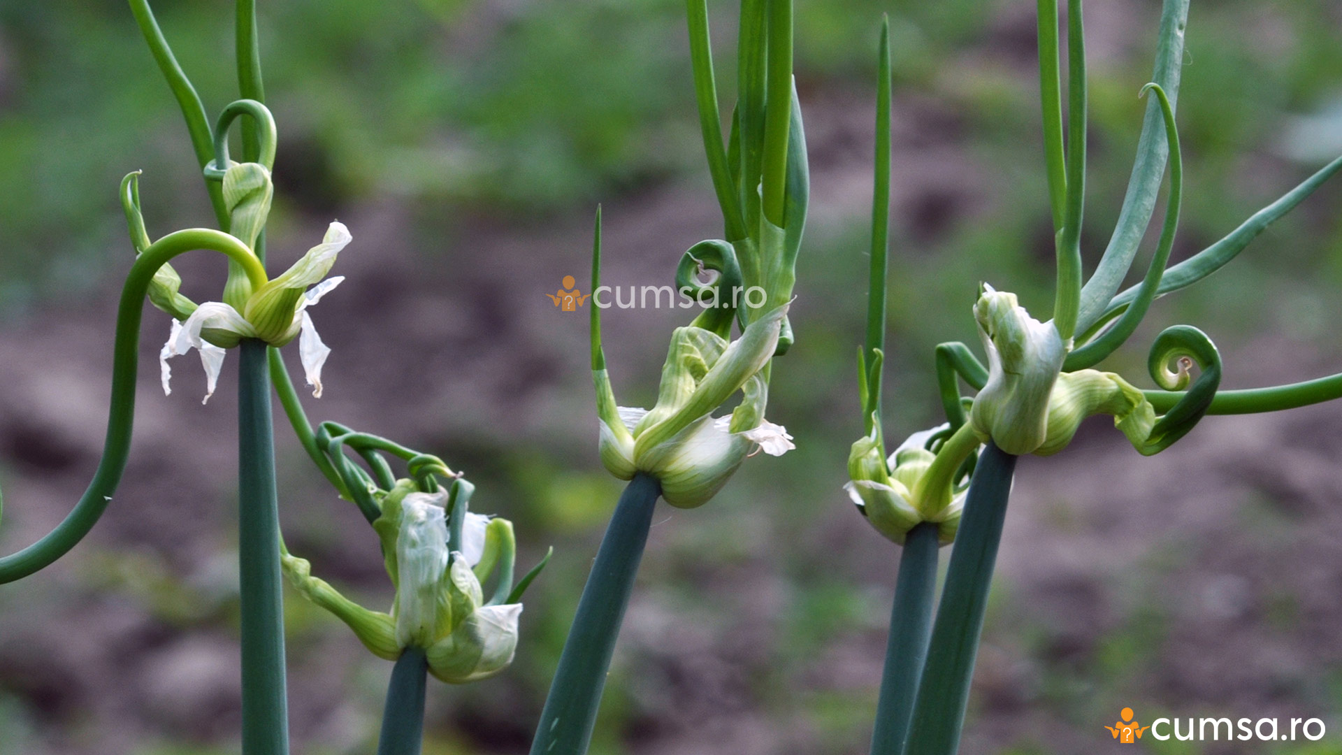 Cum sa cultivi ceapa egipteana. Conditii de crestere - cumsa.ro