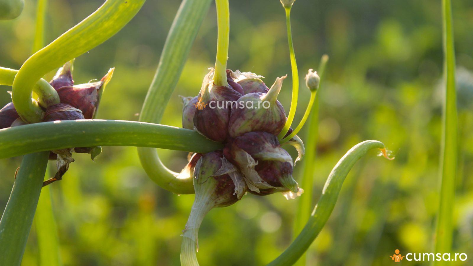 Cum sa cultivi ceapa egipteana. Conditii de crestere - cumsa.ro