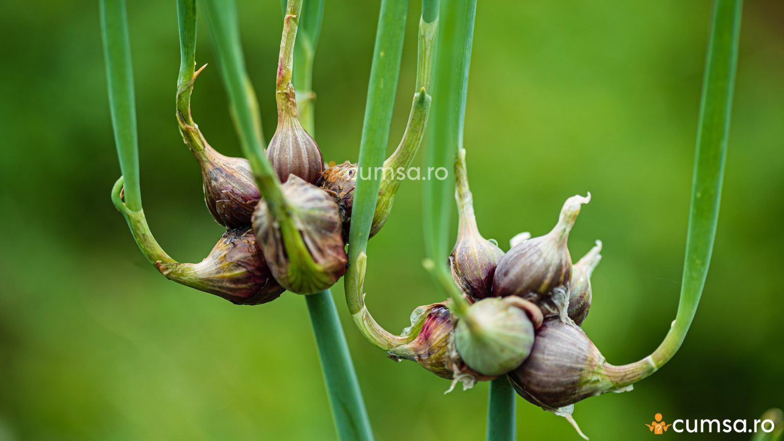 Cum sa cultivi ceapa egipteana. Conditii de crestere - cumsa.ro