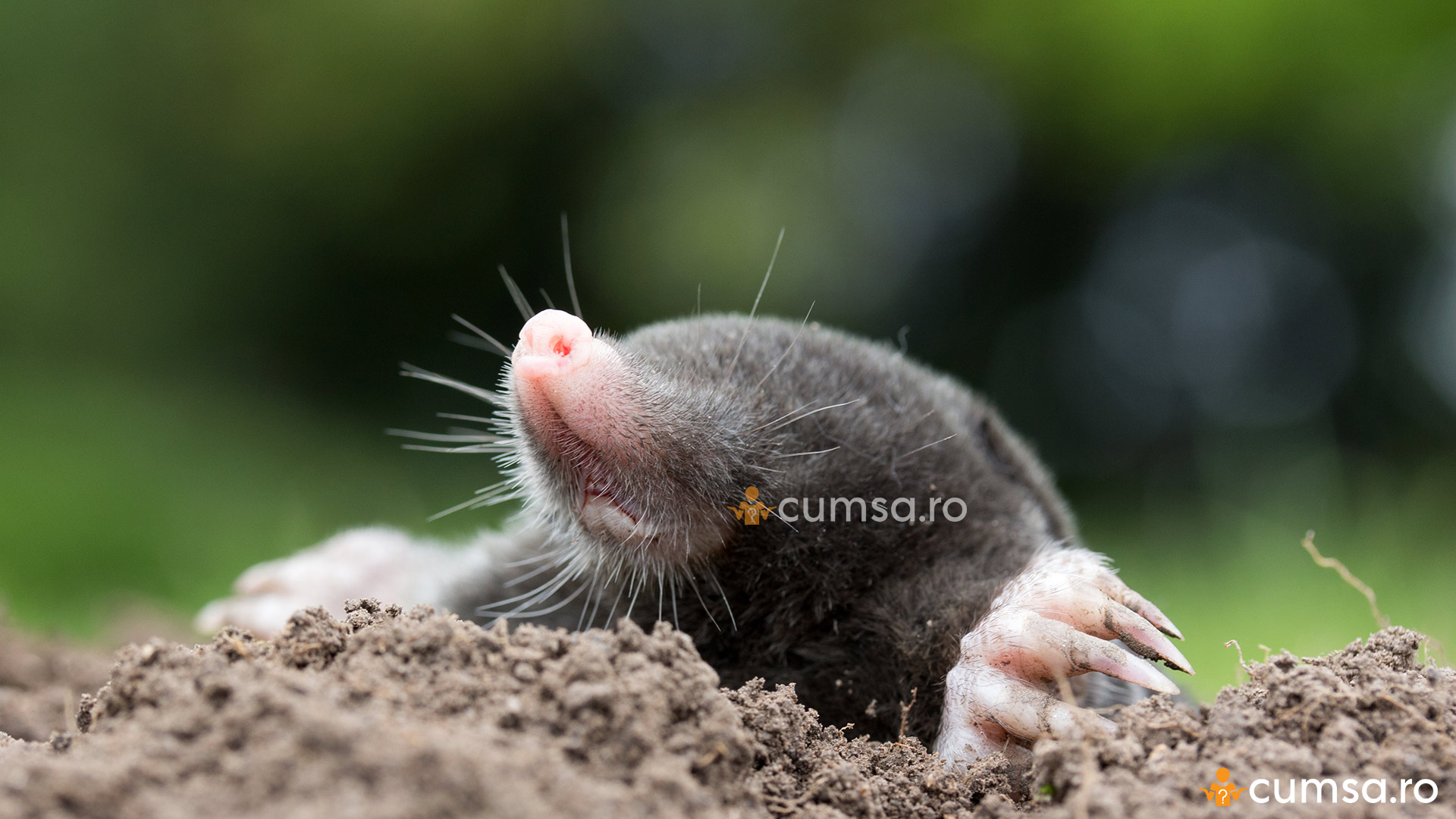 Cum sa scapi de cartite si ce metode sunt eficiente - cumsa.ro