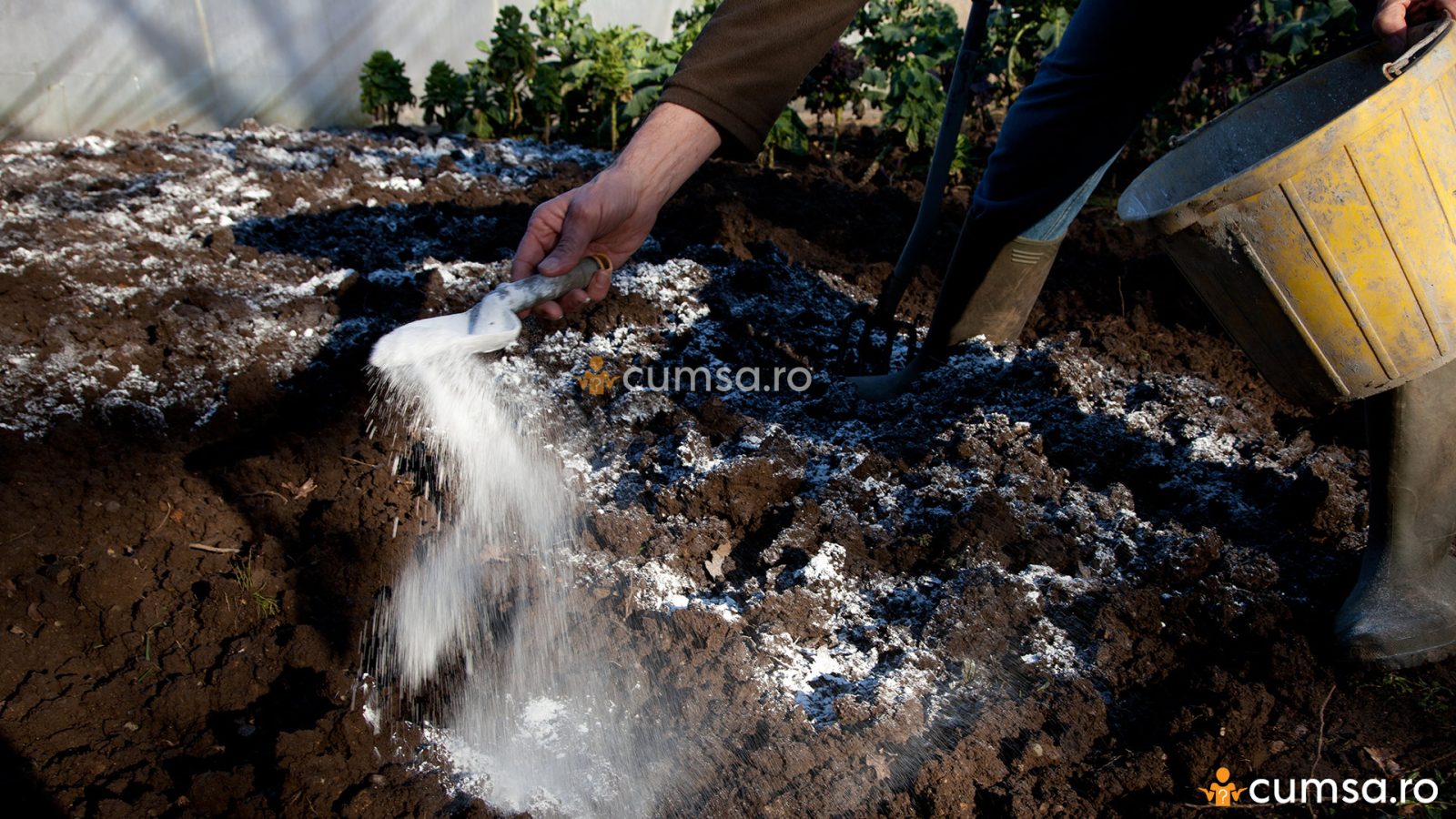 Dezinfectarea solului cu var. Cum sa procedezi si care sunt pasii ...