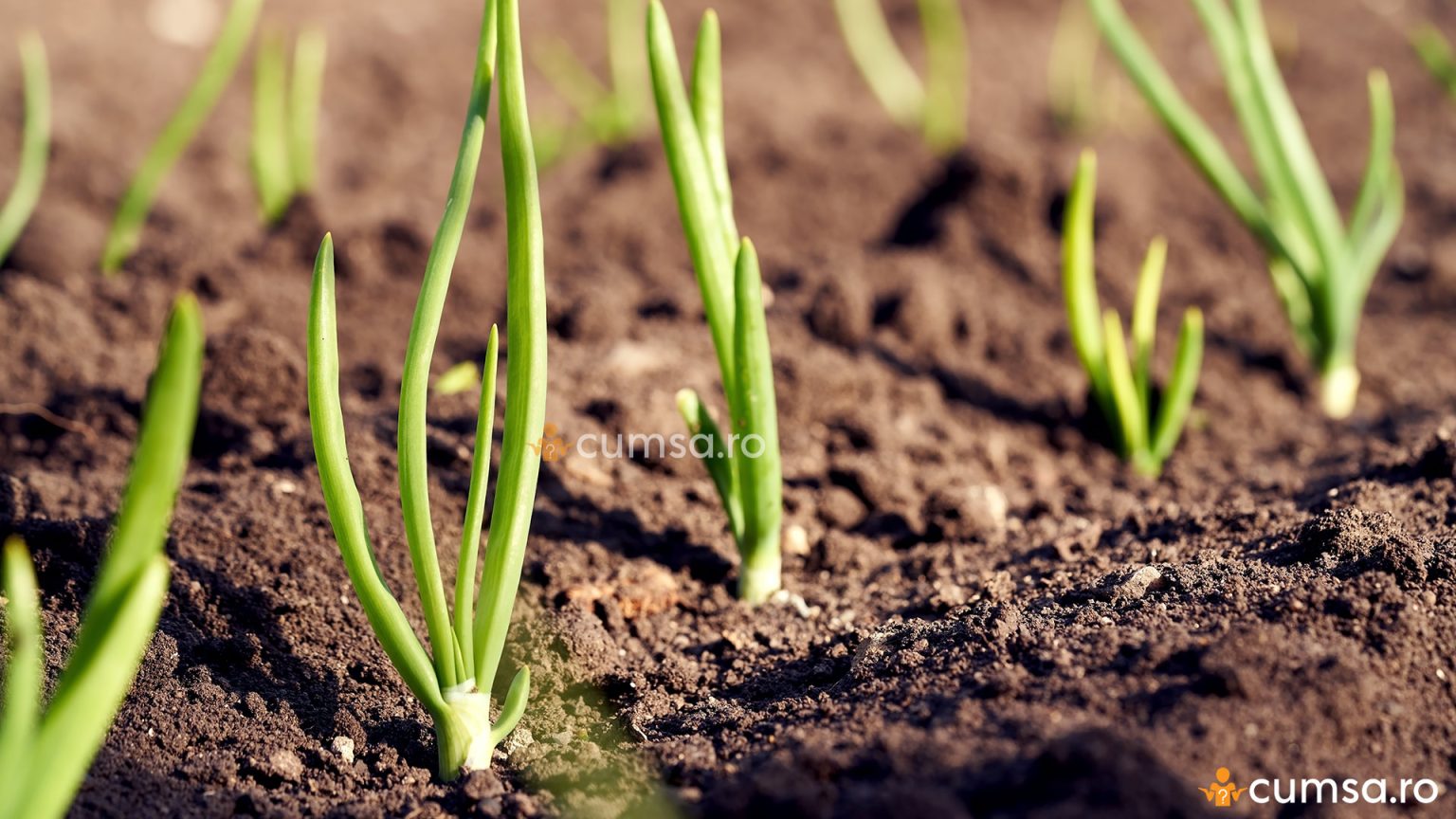 Distanta plantare ceapa. Cum sa plantezi rasadurile si in ce perioada ...