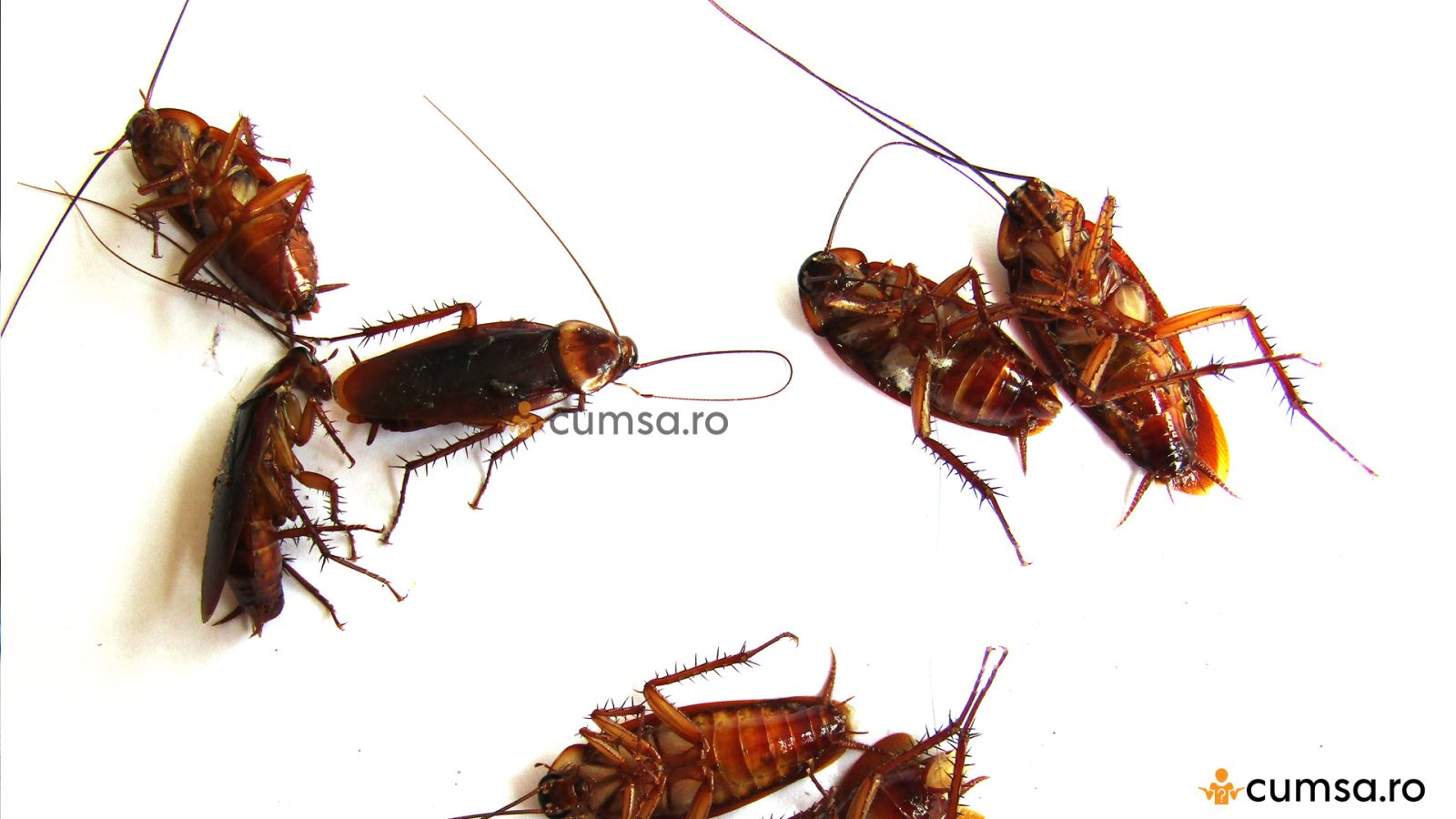 Eliminarea gandacilor de bucatarie. Cum sa scapi definitiv de acestia ...