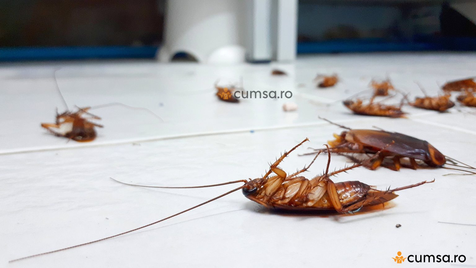 Eliminarea gandacilor de bucatarie. Cum sa scapi definitiv de acestia ...